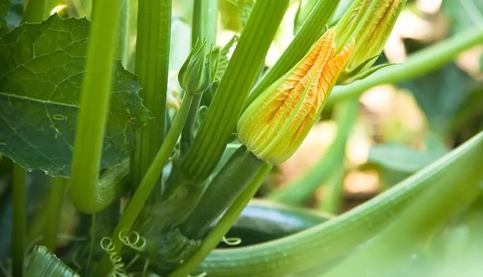 6 Useful Tips for Growing Zucchini Plants – Organic Gardening Tricks
