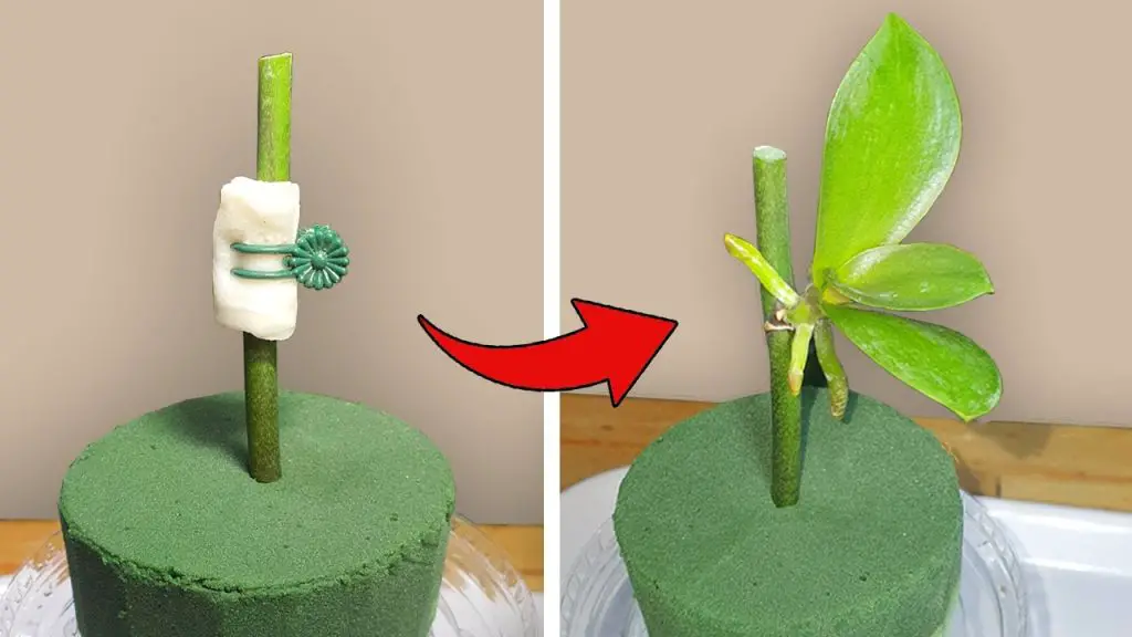 Insert an orchid branch into this, small orchids and roots will grow ...