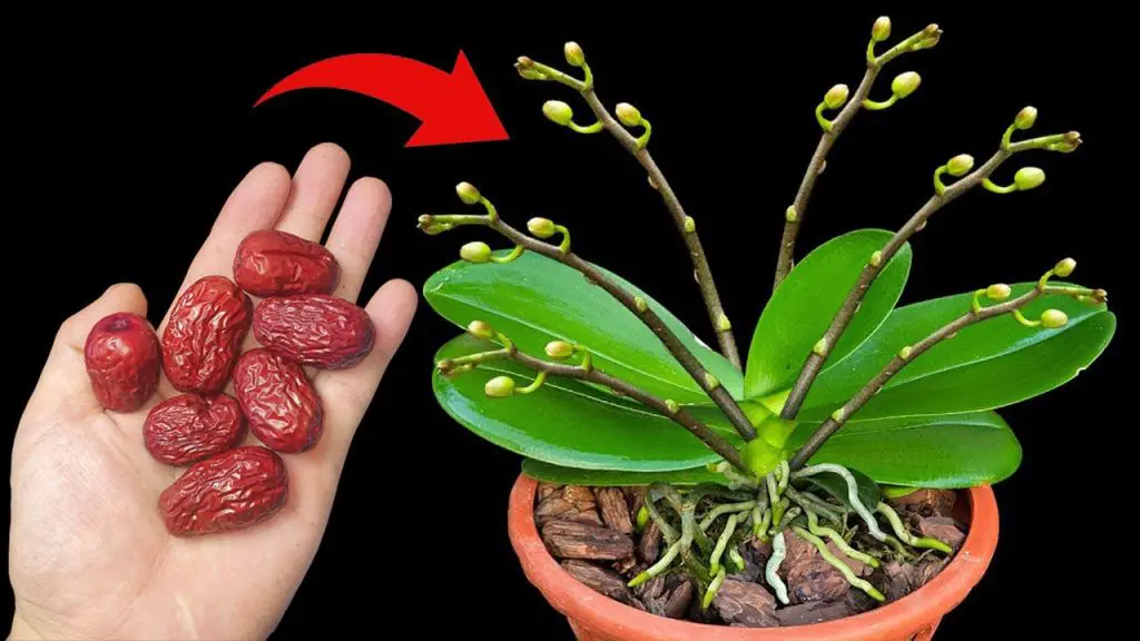 Miraculously, With Just One Fruit, Orchids Grow Many Branches And Bloom ...