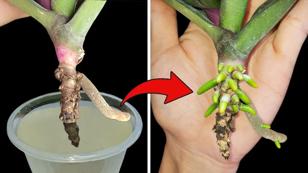 Magical tips to help dying orchids quickly take root and revive ...