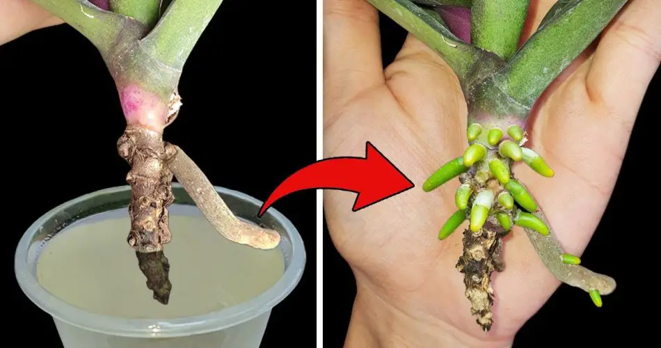 Magical tips to help dying orchids quickly take root and revive ...