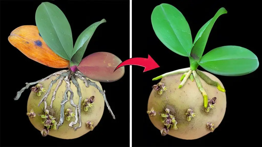 The Magic from the Potato Makes the Rootless Orchid Grow Instantly ...
