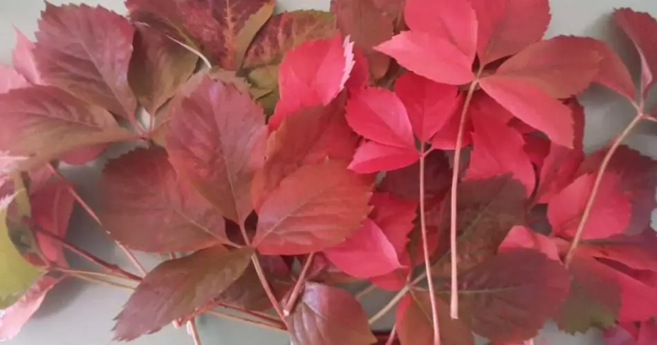 Creative ways to reuse fallen leaves from trees – Organic Gardening Tricks
