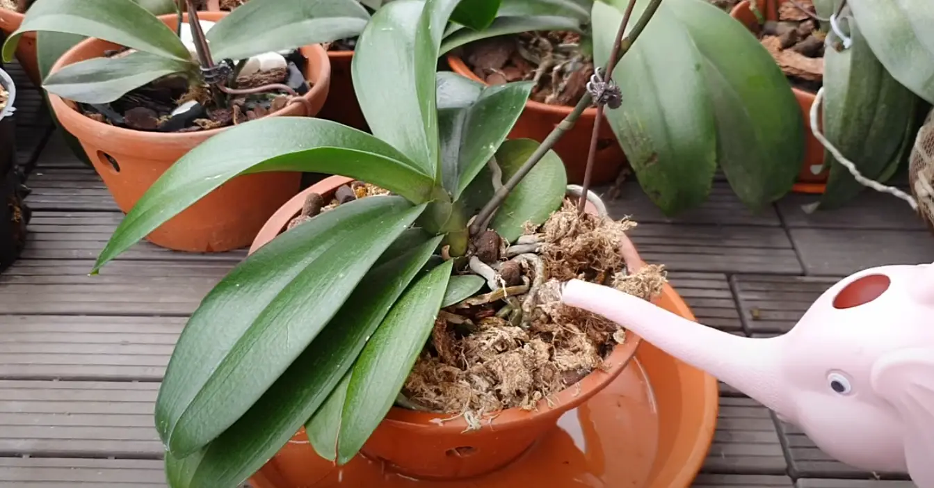 Pour Once! Flowerless orchids will suddenly bloom nonstop – Organic ...