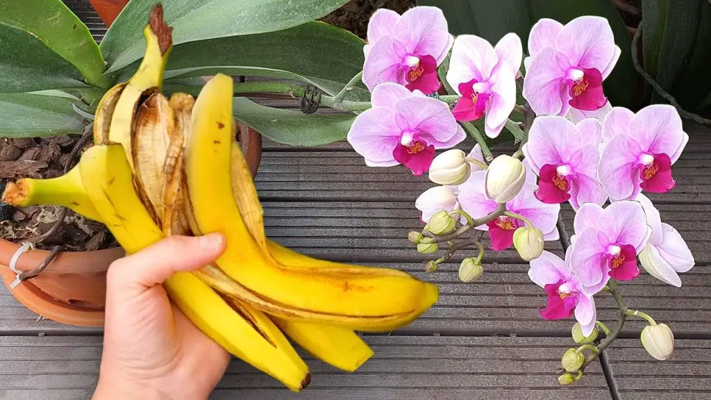 Pour Once! Flowerless orchids will suddenly bloom nonstop – Organic ...