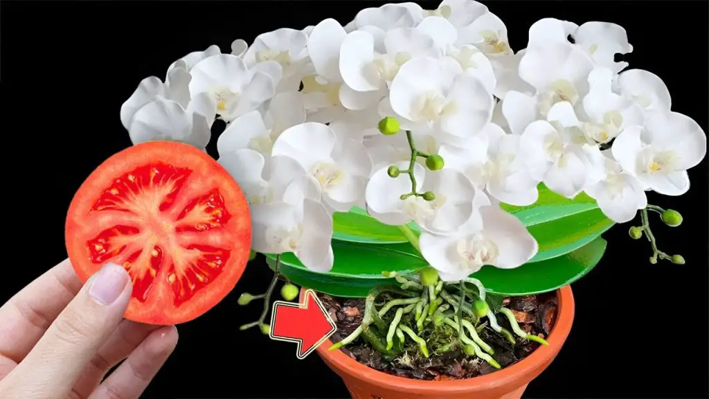 With just 1 slice of tomato! Your orchids blooms continuously all year ...