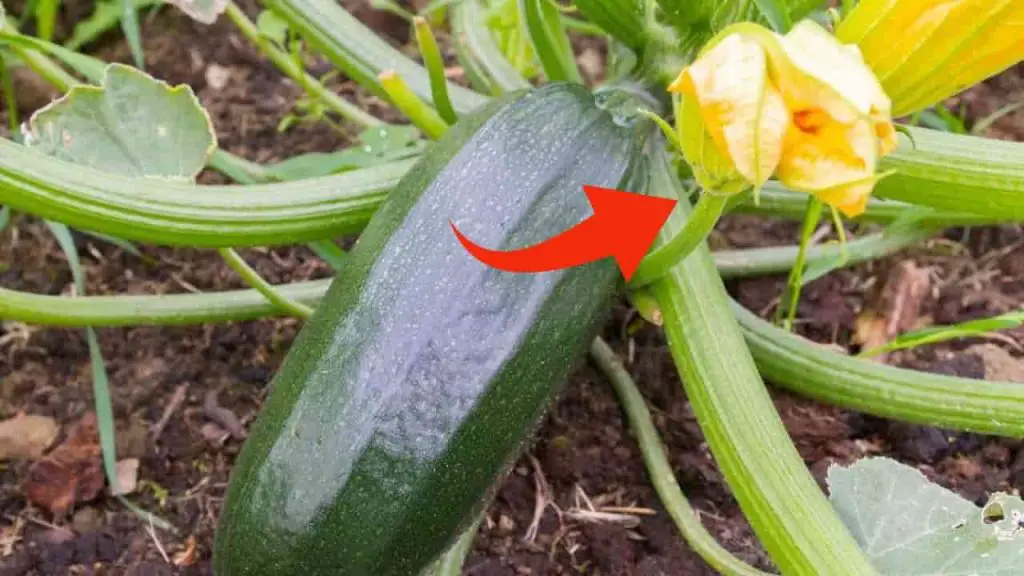 How to eliminate the secondary jet of the courgette, with this move you ...