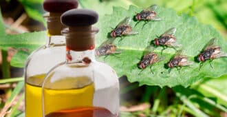 Repelling Flies Naturally: An Effective Solution for Your Home ...