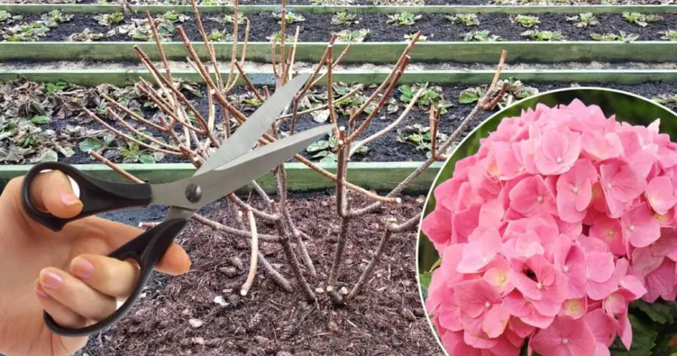 How to Properly Prune a Hydrangea in the Spring for Lush Flowering ...