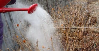 Using Boiling Water to Water Plants in Winter: Insights from ...