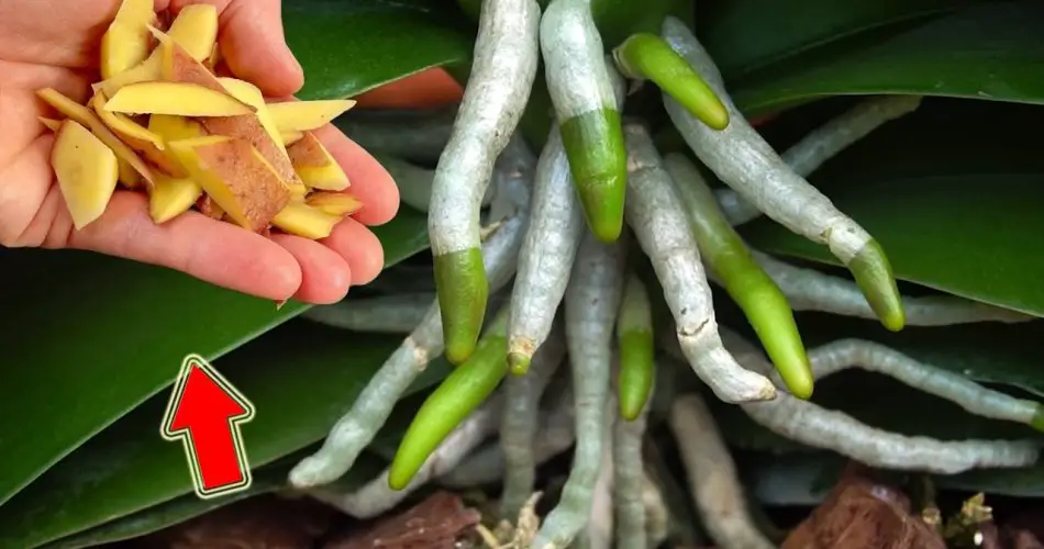 1 Thin Slice Per Week! Both Roots, Leaves, and Orchids Bloom Continuously All Year Long ...