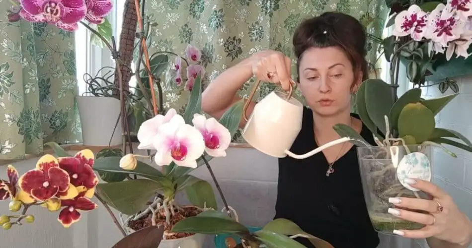 Water Your Orchids for Non-Stop Blooms – Organic Gardening Tricks