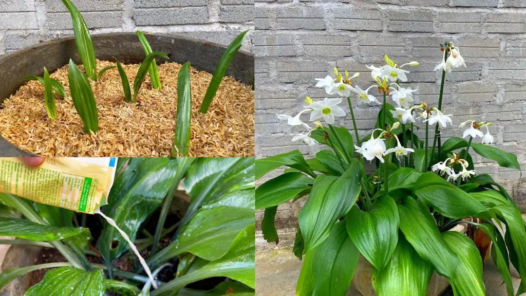 Cultivating Blooming Strength in Your Plants: The Power of Soy Milk ...