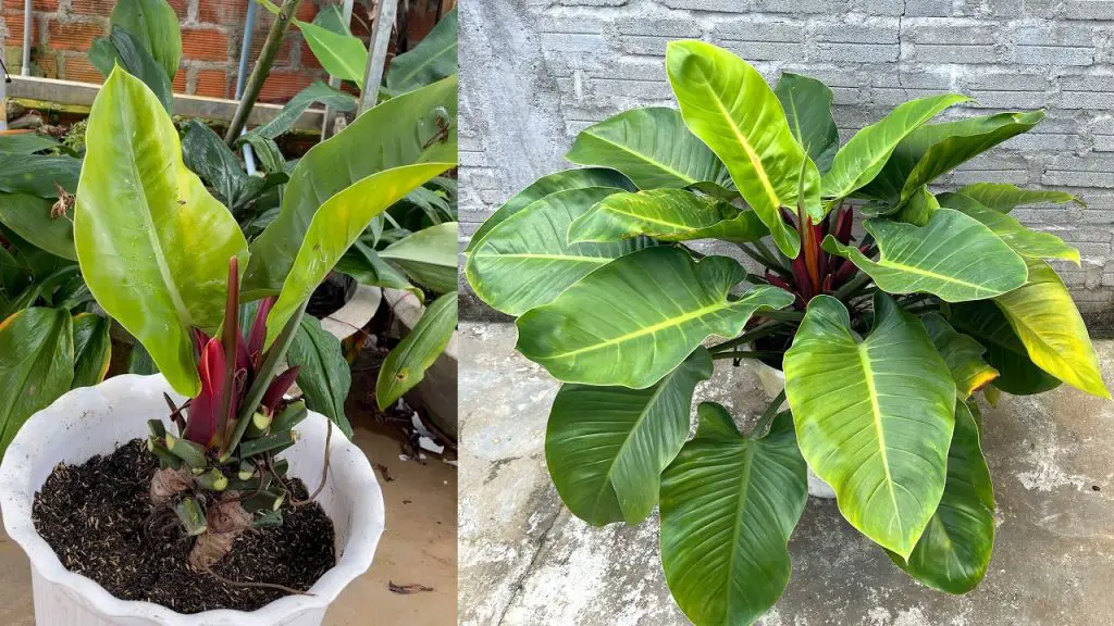 Reviving Trees with a Bold Application of Toothpaste – Organic ...