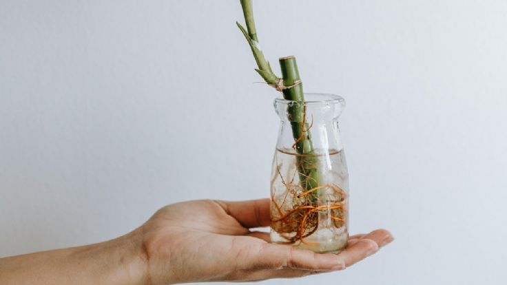 How to Use Rooting Agents Correctly on Your Cuttings and Plants? Follow ...