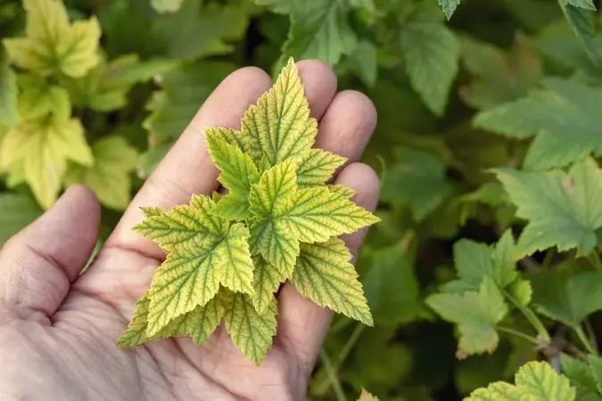Understanding Nitrogen Deficiency in Plants: Symptoms and Fertilization ...