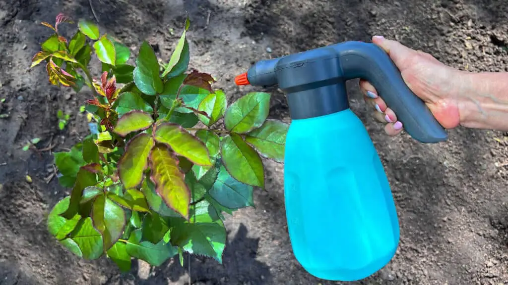 How to Spray Roses in April so That They Bloom Beautifully and Pests Do ...