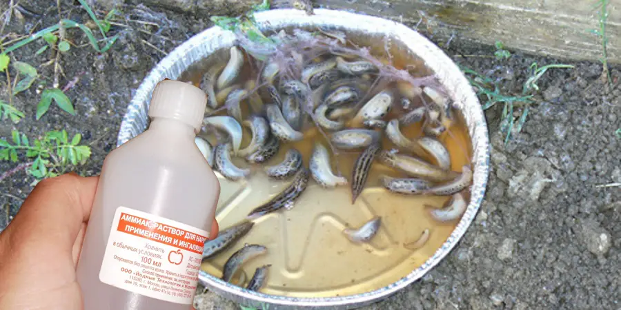 ChatGPT Effective Methods to Eliminate Slugs in Your Garden: Advice for ...