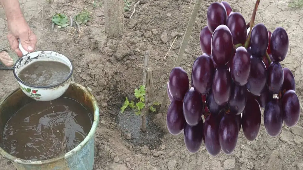 Enhancing Grape Growth in Spring: Effective Feeding Methods for Larger ...