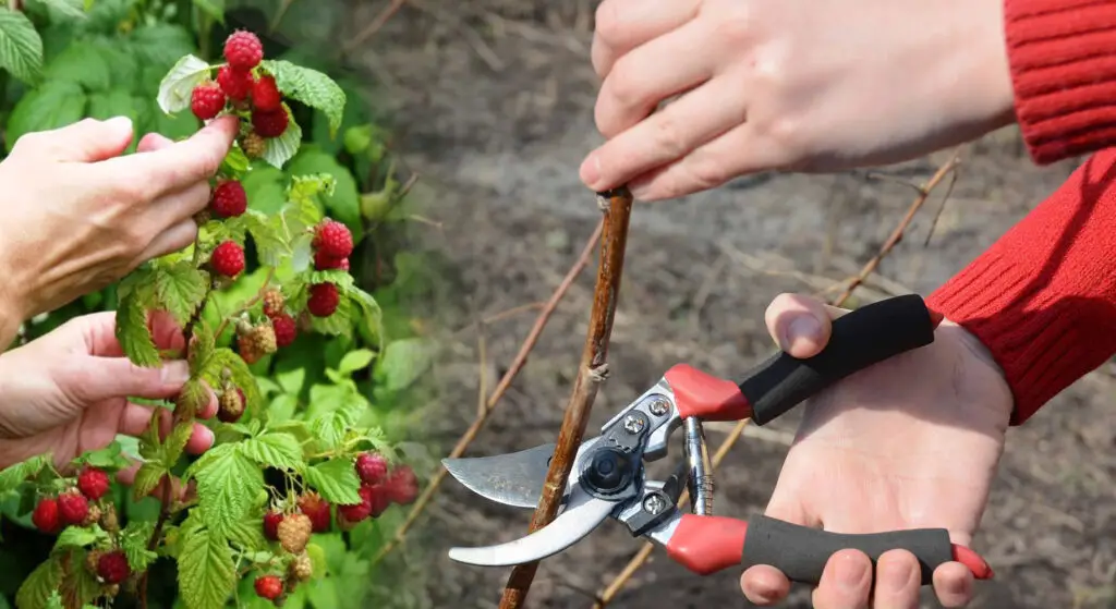 Optimizing Raspberry Bush Care for Growth and Development – Organic ...