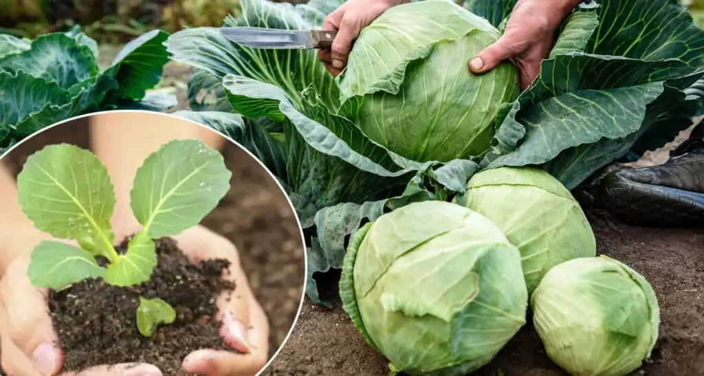 Secrets of Growing White Cabbage: Fertilizers, Watering, and Protection ...