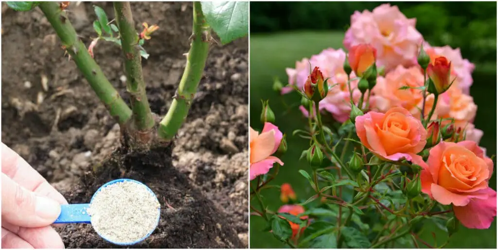 2 Fertilizing of Roses, Which Must Be Carried Out in the Spring to ...
