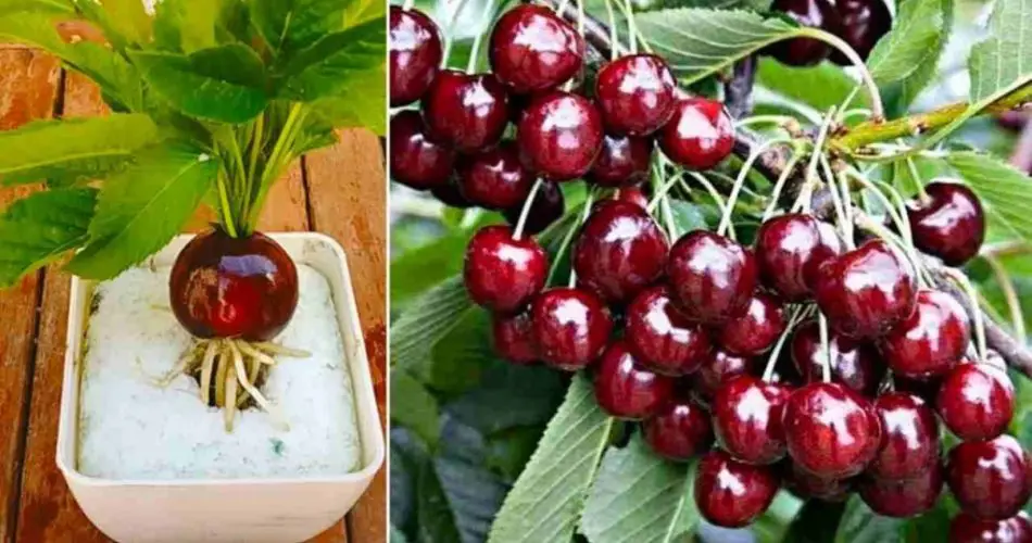 Accelerating Cherry Tree Growth: Ensuring Abundant Harvests in Record ...