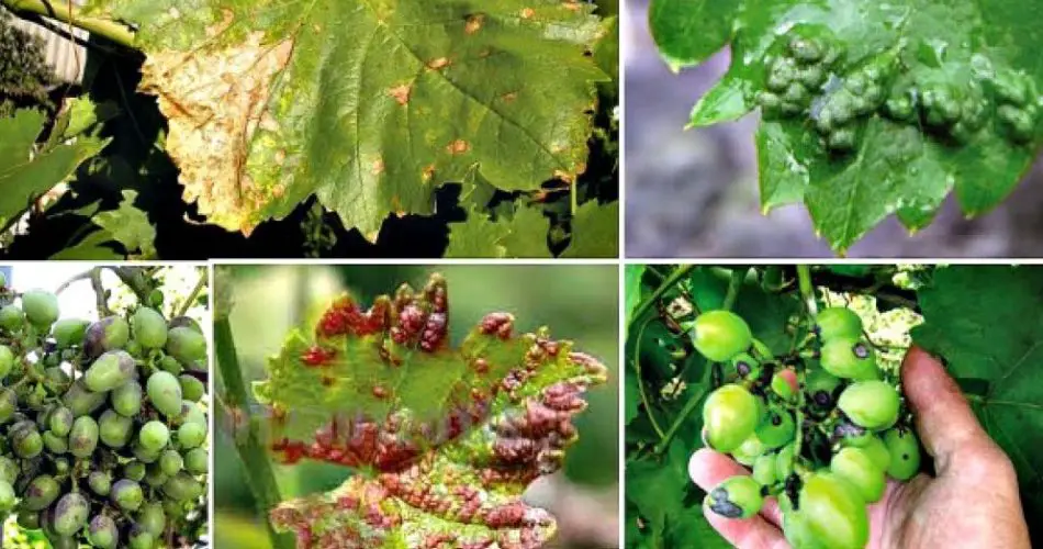 ChatGPT Preventing Grape Rot: Essential Tips for Preserving Your ...