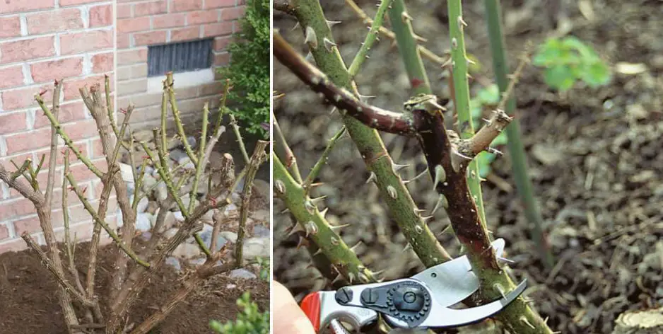 Tips for Pruning Roses in Spring: Secrets to Healthy Growth and ...