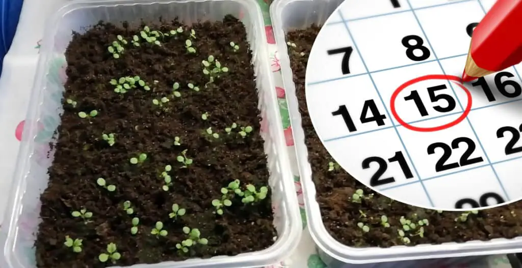 Seedling Sowing Calendar in February: Best Days to Plant for Optimal ...