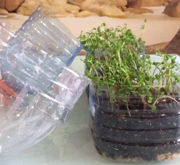 Tips for growing orchids in plastic bottles! The flowers bloom forever without fading – Organic ...