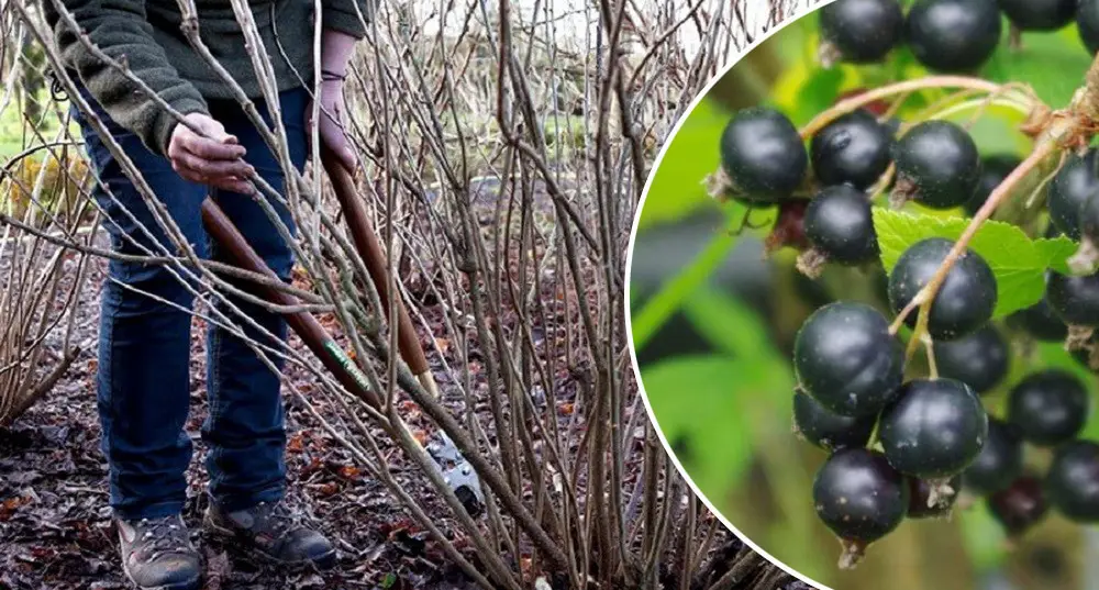 4 Ways to Rejuvenate Currant Bushes for a Bigger Harvest – Organic ...
