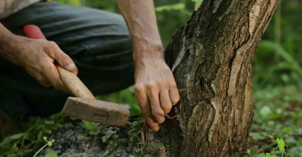 Why Did Our Grandfathers Hammer a Nail into an Apple Tree? Customs That ...