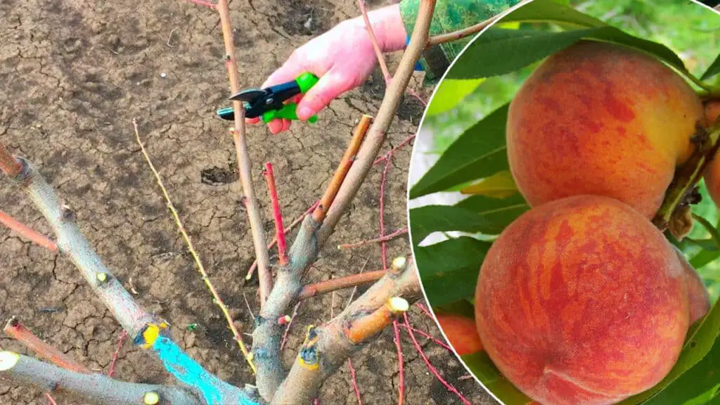 Basic Rules for Pruning a Peach Tree in Spring: Ensuring Large, Sweet ...