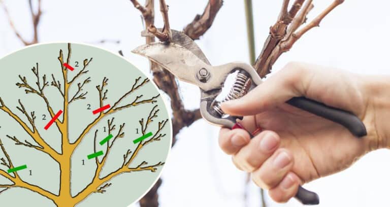 When and How to Prune Trees in Spring for Optimal Growth and Harvest – Organic Gardening Tricks