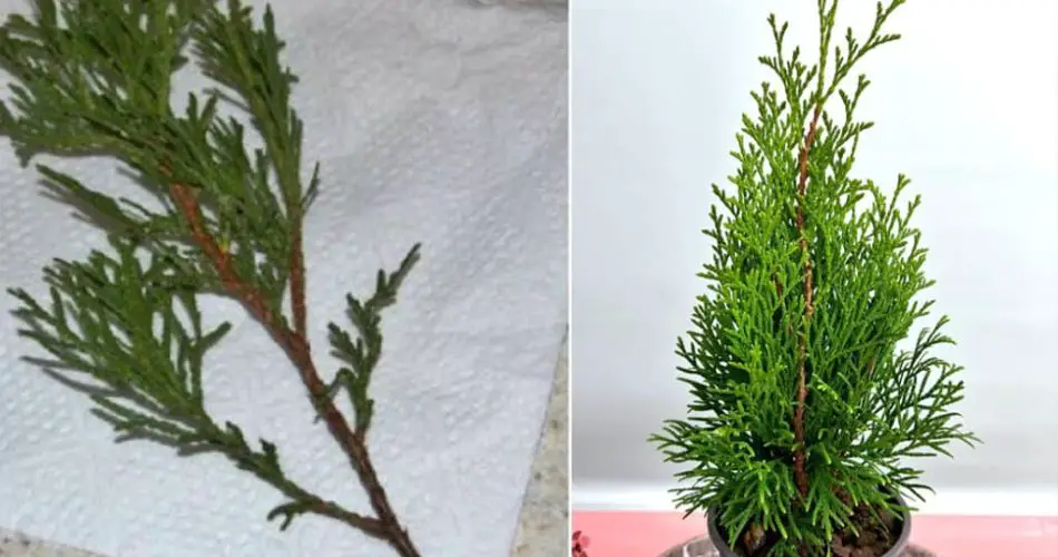 How to Grow Thuja from a Branch at Home: A Simple and Quick Method ...