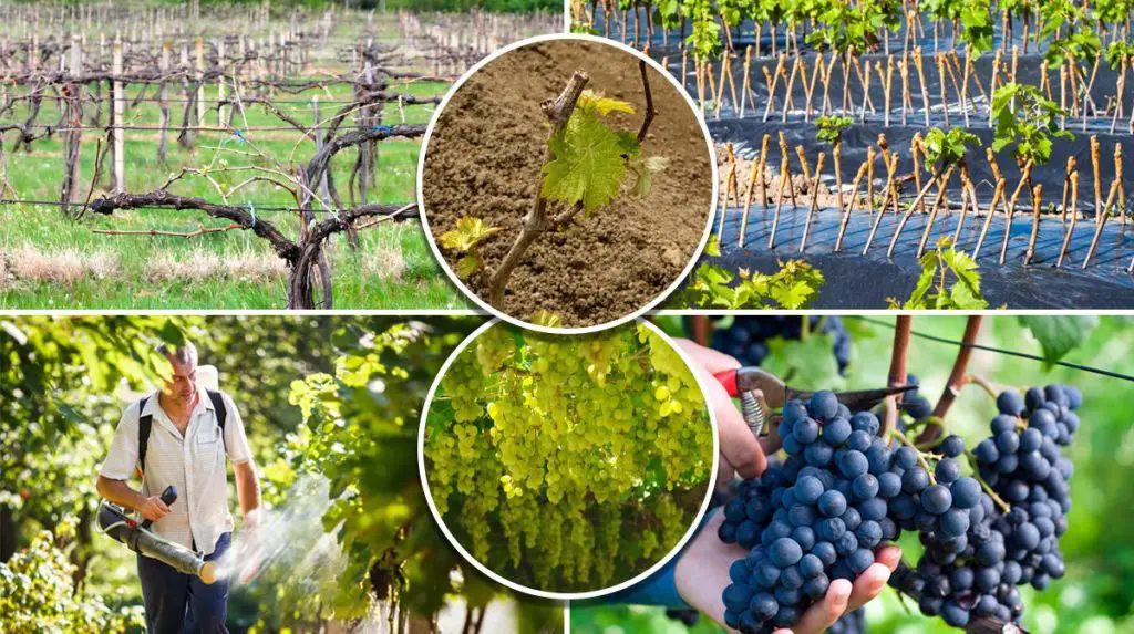 The Main Rules of Grape Care in Spring: Pruning, Spraying, and Watering ...
