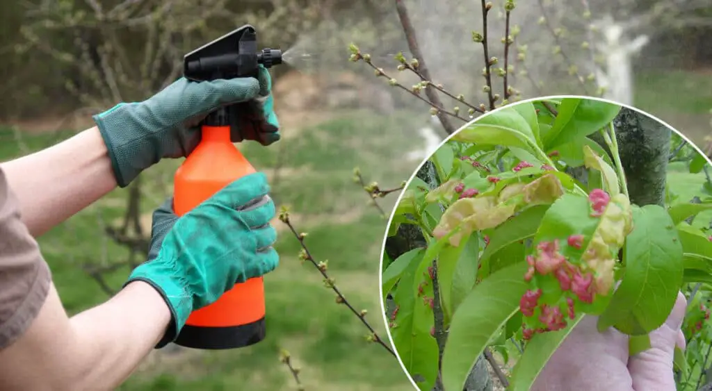 Peach Care: How to Avoid Diseases and Protect the Tree from Pests ...
