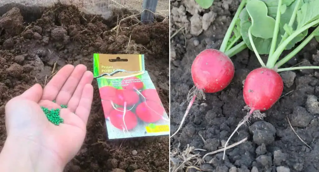 When to Sow and How to Properly Care for Radishes to Ensure a Great ...