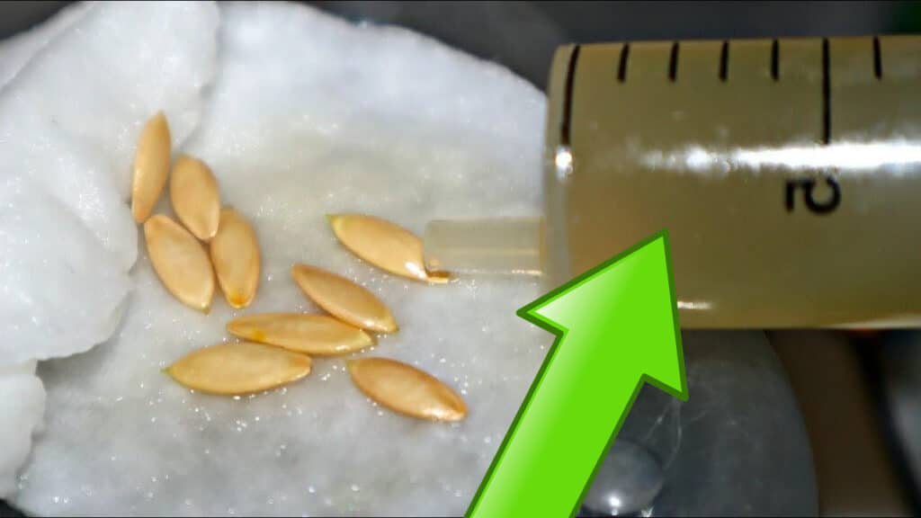 Why All Seeds Should Be Soaked in Hydrogen Peroxide Before Sowing: A ...
