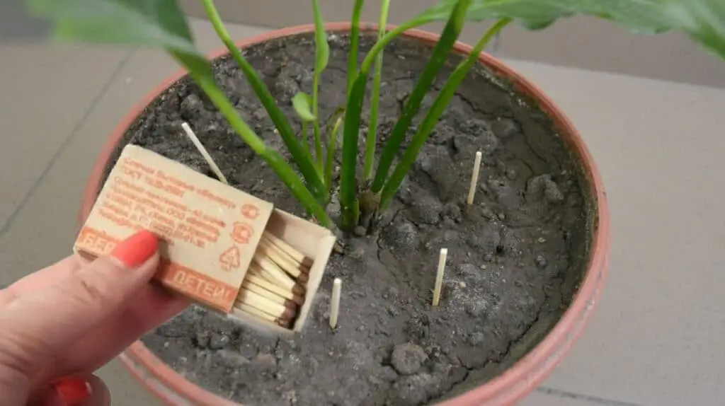 Why Use Matches in the Soil of Indoor Plants and How to Do It Correctly ...