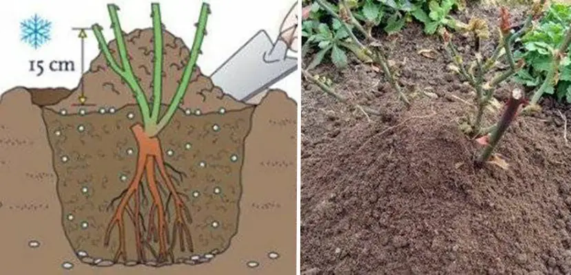 Planting Roses in March: How to Do It Correctly for a Successful ...