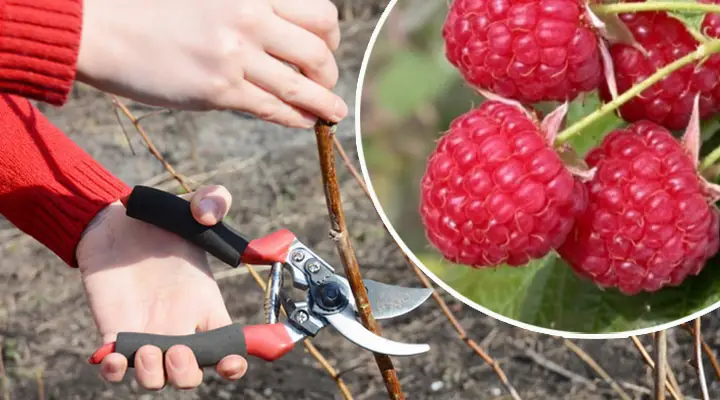 How to Properly Prune Raspberries in the Spring for Optimal Growth and ...