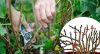 5 Main Rules for Pruning Currant Bushes in Autumn: Which Branches to ...