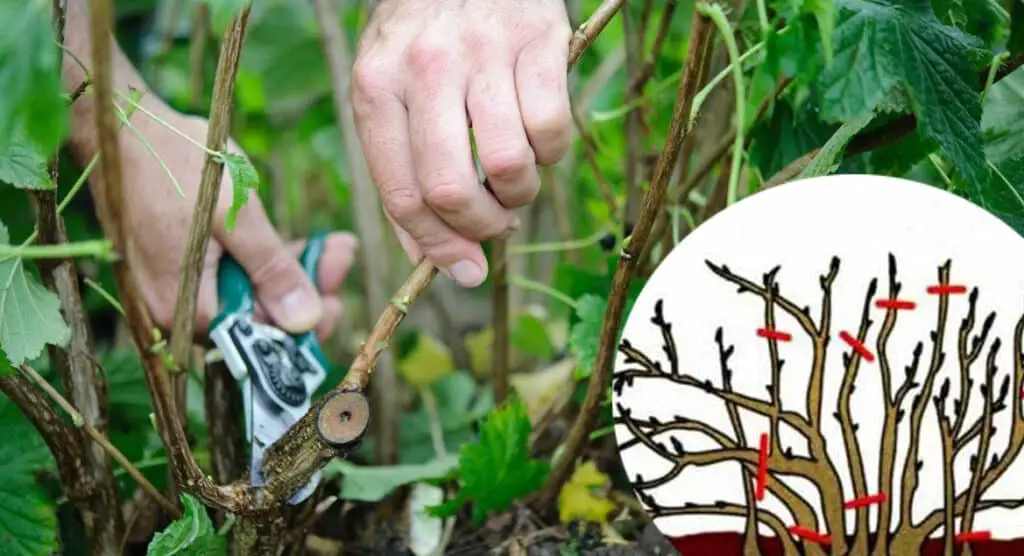 5 Main Rules for Pruning Currant Bushes in Autumn: Which Branches to ...