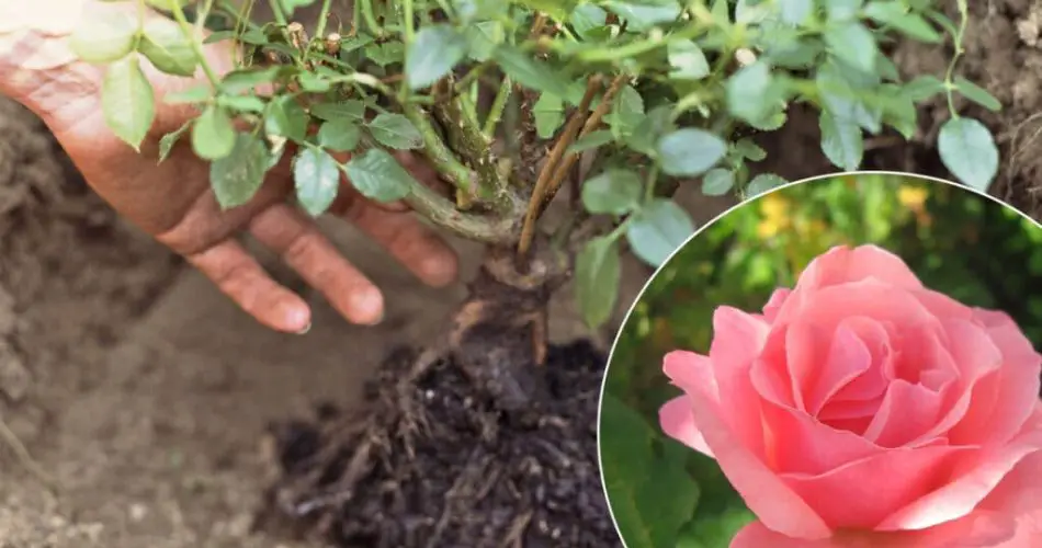 Three Secrets of a Successful Rose Transplant: When to Do It and How to ...