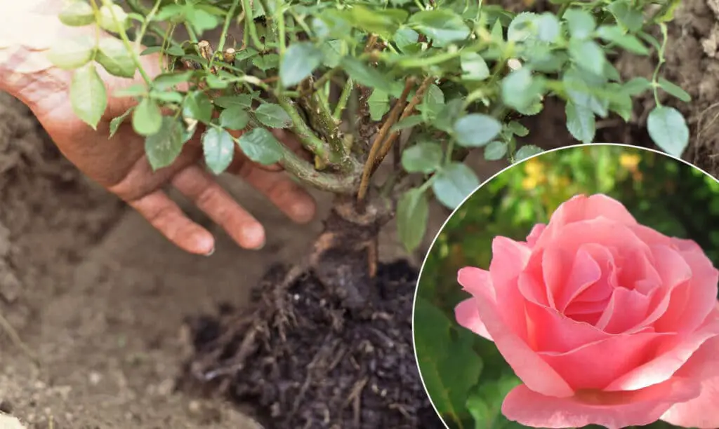 Three Secrets of a Successful Rose Transplant: When to Do It and How to ...
