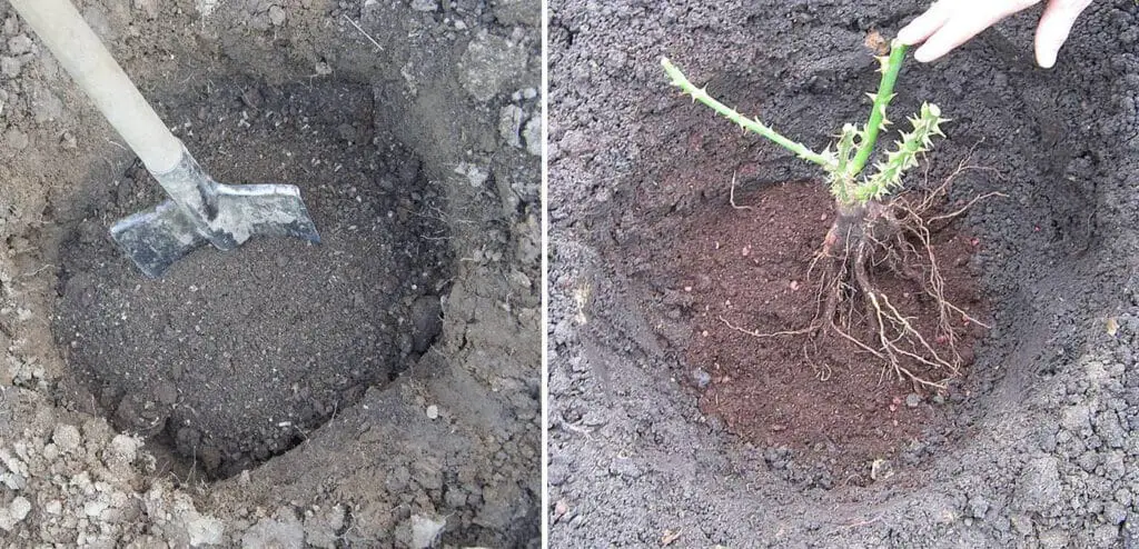 Successful Autumn Rose Transplanting: Tips for a Thriving Relocation ...