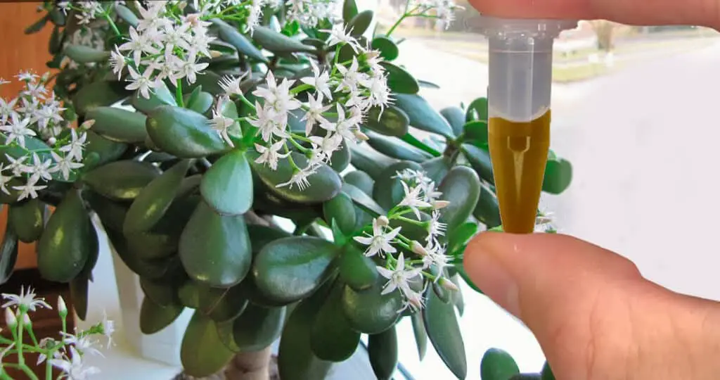 How to Care for a Money Tree: Secrets for Beautiful Blooms – Organic ...