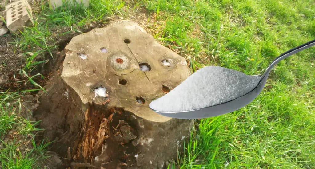 After a Month, Not a Trace of the Stump Will Remain: A Quick and Easy ...